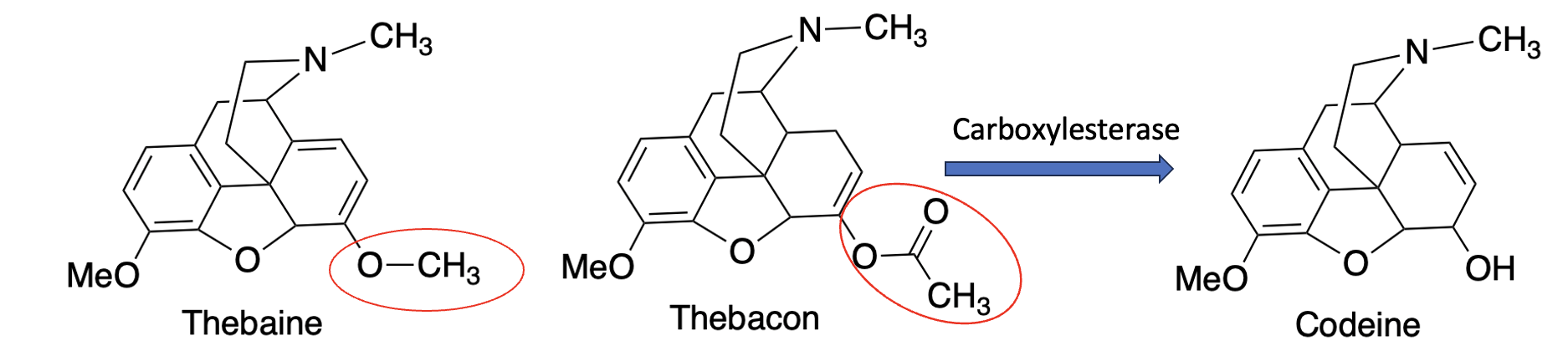 Thebacon: An Opioid That You Can't Bring Home And Fry In A Pan | American Council on Science and ...